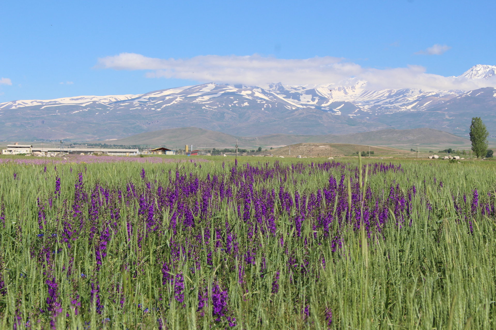Iran und seine vielfaältige Flora : Botanische Reise mit Dorothea Steffen
