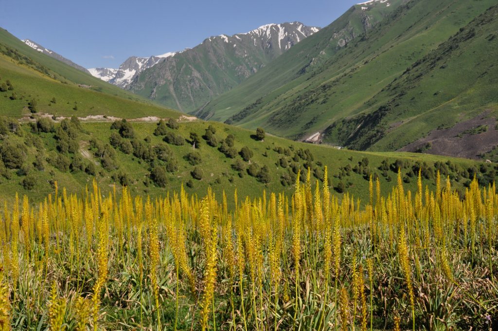 Cassian Schmidt- Landschaftsarchitekt und Professor für Pflanzenverwendung