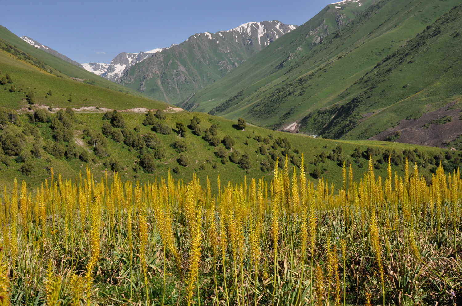 Cassian Schmidt- Landschaftsarchitekt und Professor für Pflanzenverwendung