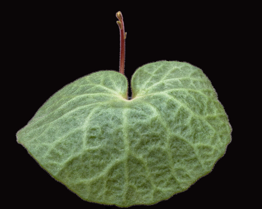 Kakteen und andere Sukkulenten - Vortrag von Michael Januschkowetz ...
