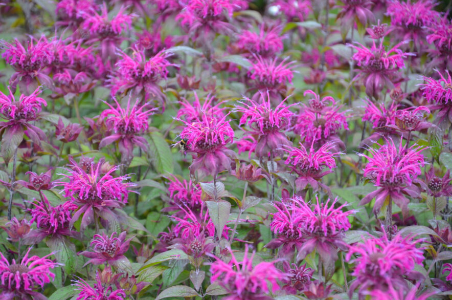 Staude des Jahres 2023: Monarda - Vortrag von Bernd Hertle - campus ...