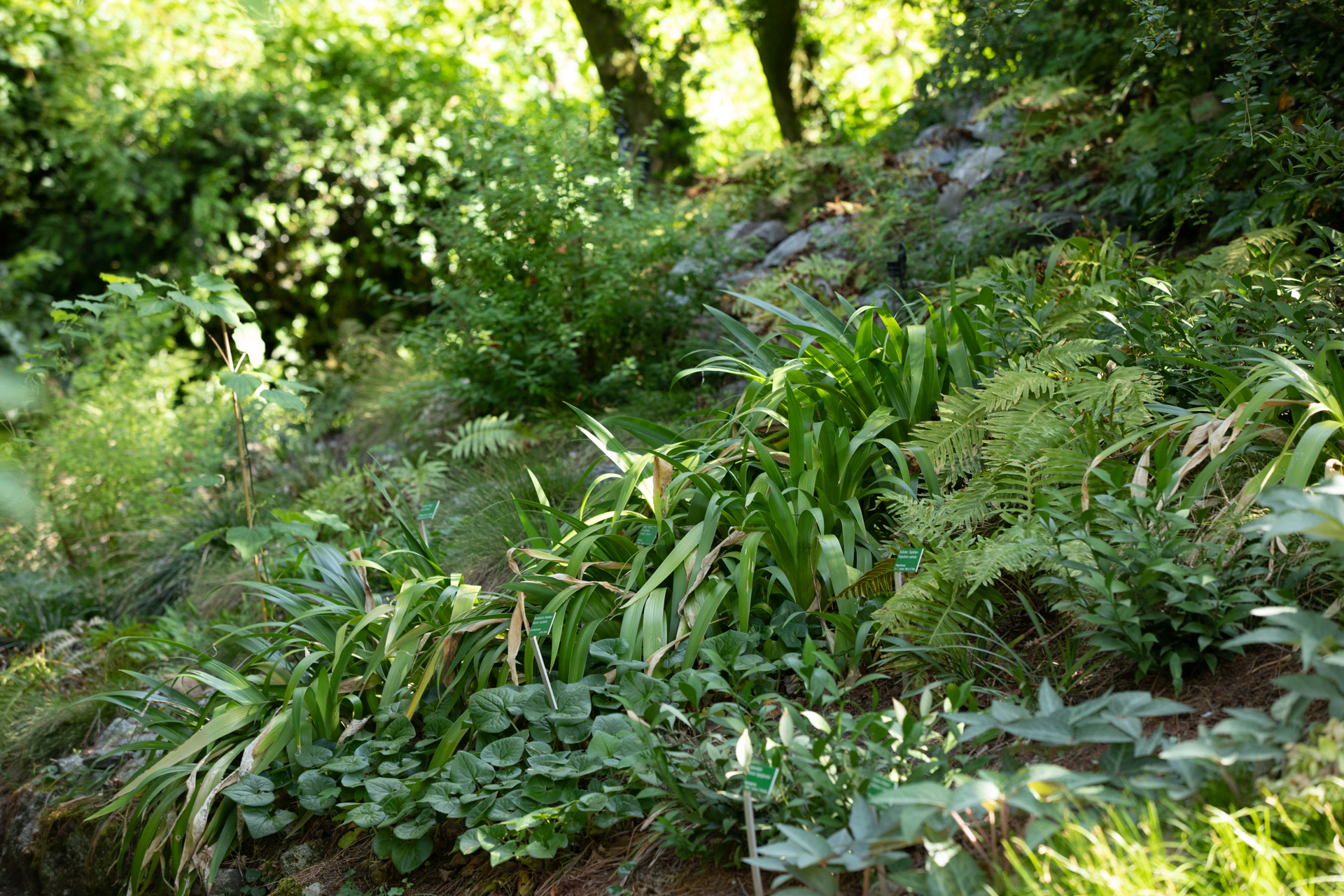 Cassian Schmidt- Landschaftsarchitekt und Professor für Pflanzenverwendung