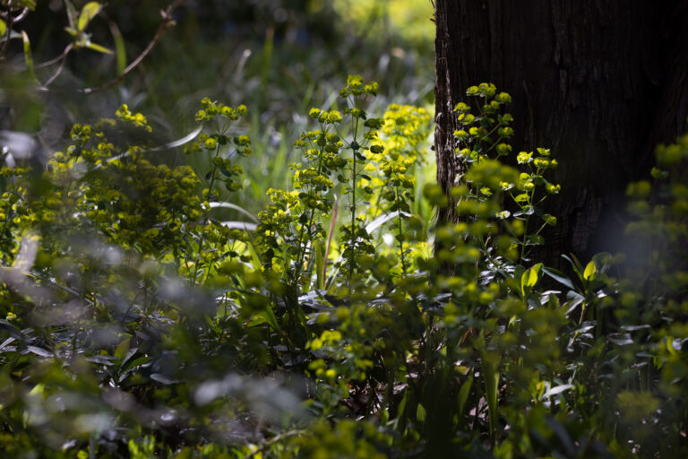 Cassian Schmidt- Landschaftsarchitekt und Leiter des Hermannshofes