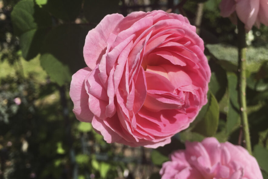 Constance Spry - Vortrag von Editha Weber