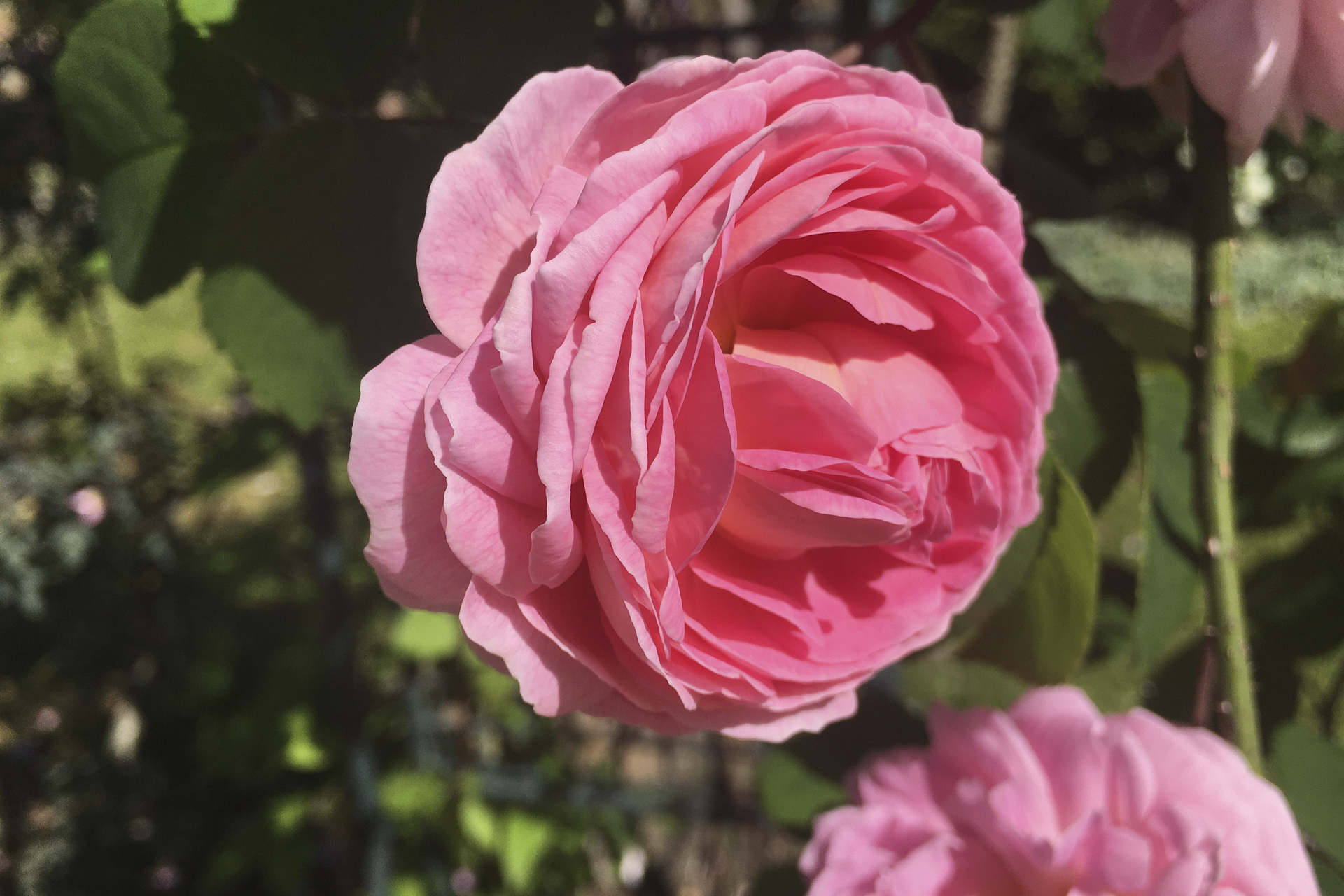 Constance Spry - Vortrag von Editha Weber