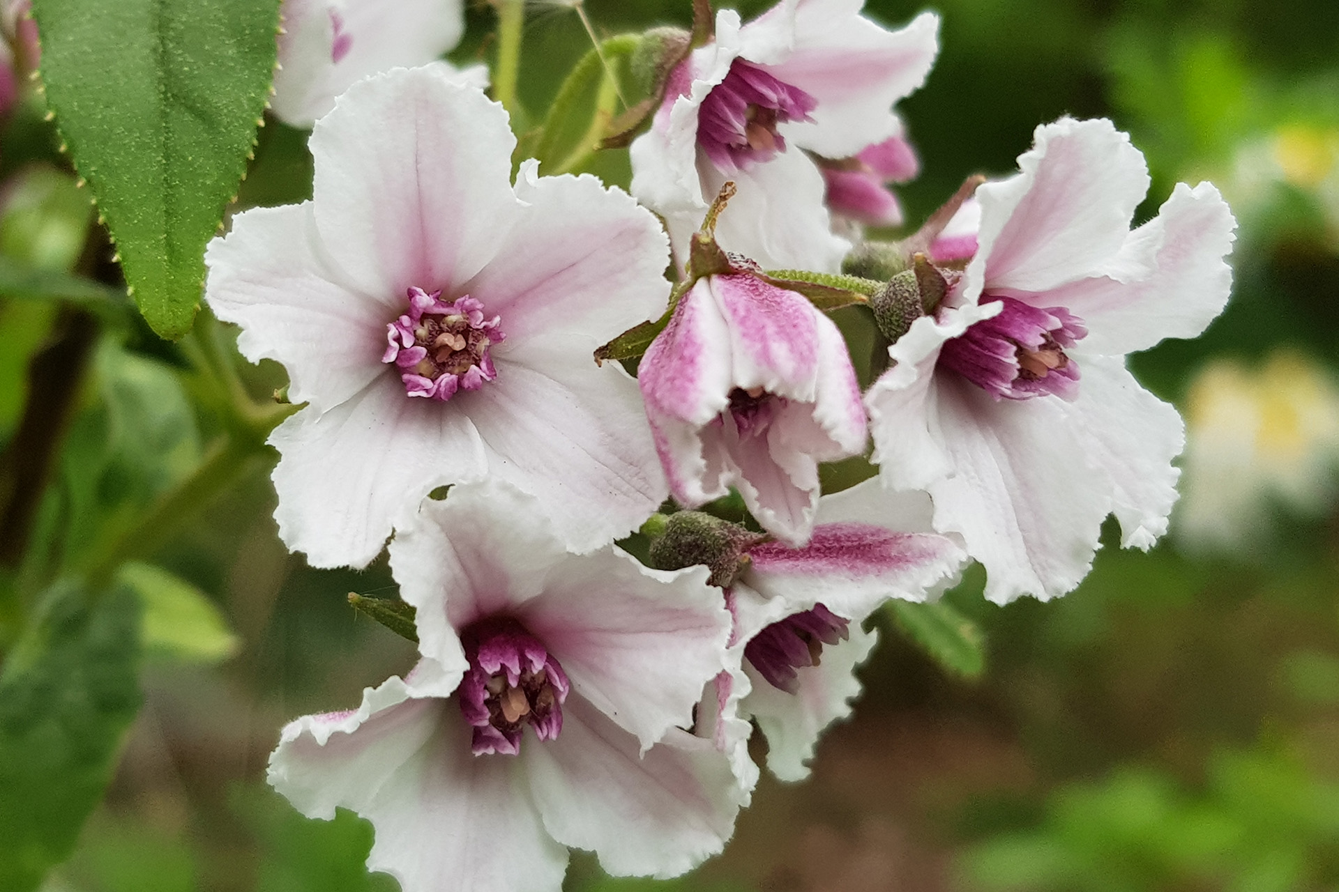 seltene gehoelze