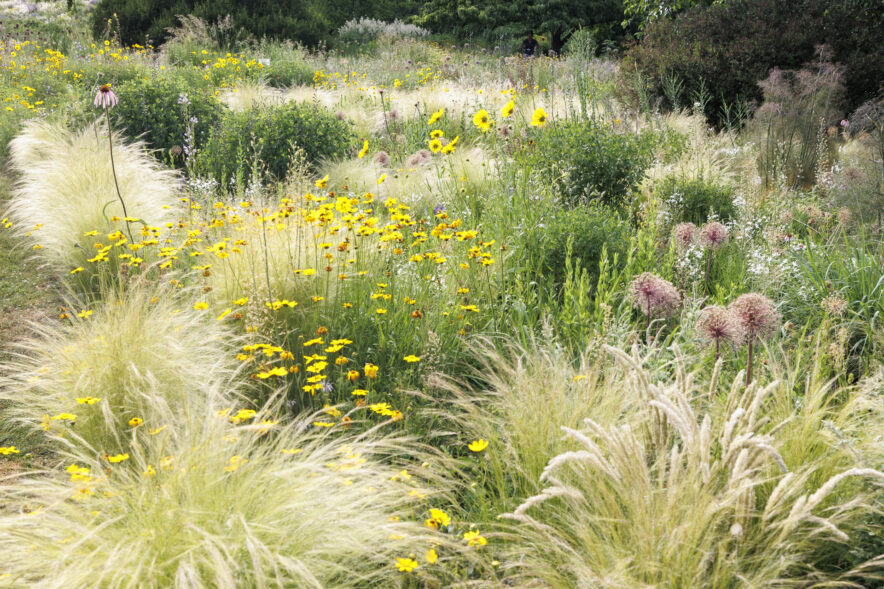 Cassian Schmidt- Landschaftsarchitekt und Professor für Pflanzenverwendung